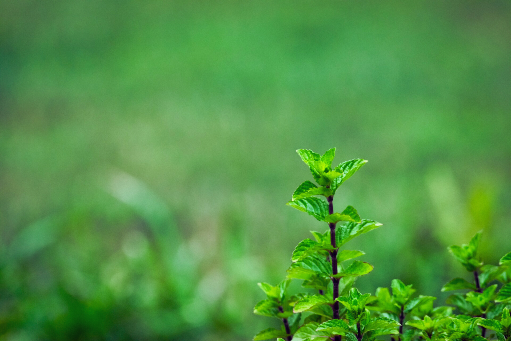 Spearmint Tea Benefits (And How to Make It) - Herbs and Brew