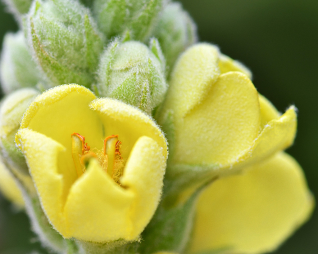 Easy Mullein Leaf Tea in 3 Steps to Breathe Better - Herbs and Brew
