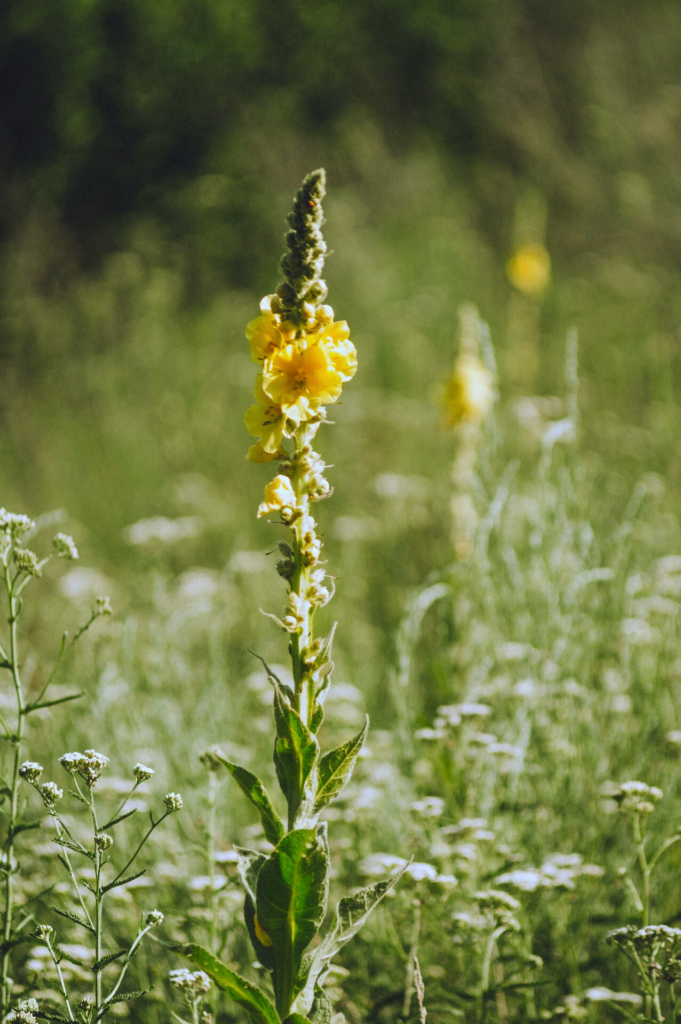 Learn About Mullein: An Amazing Medicinal Plant - Herbs and Brew